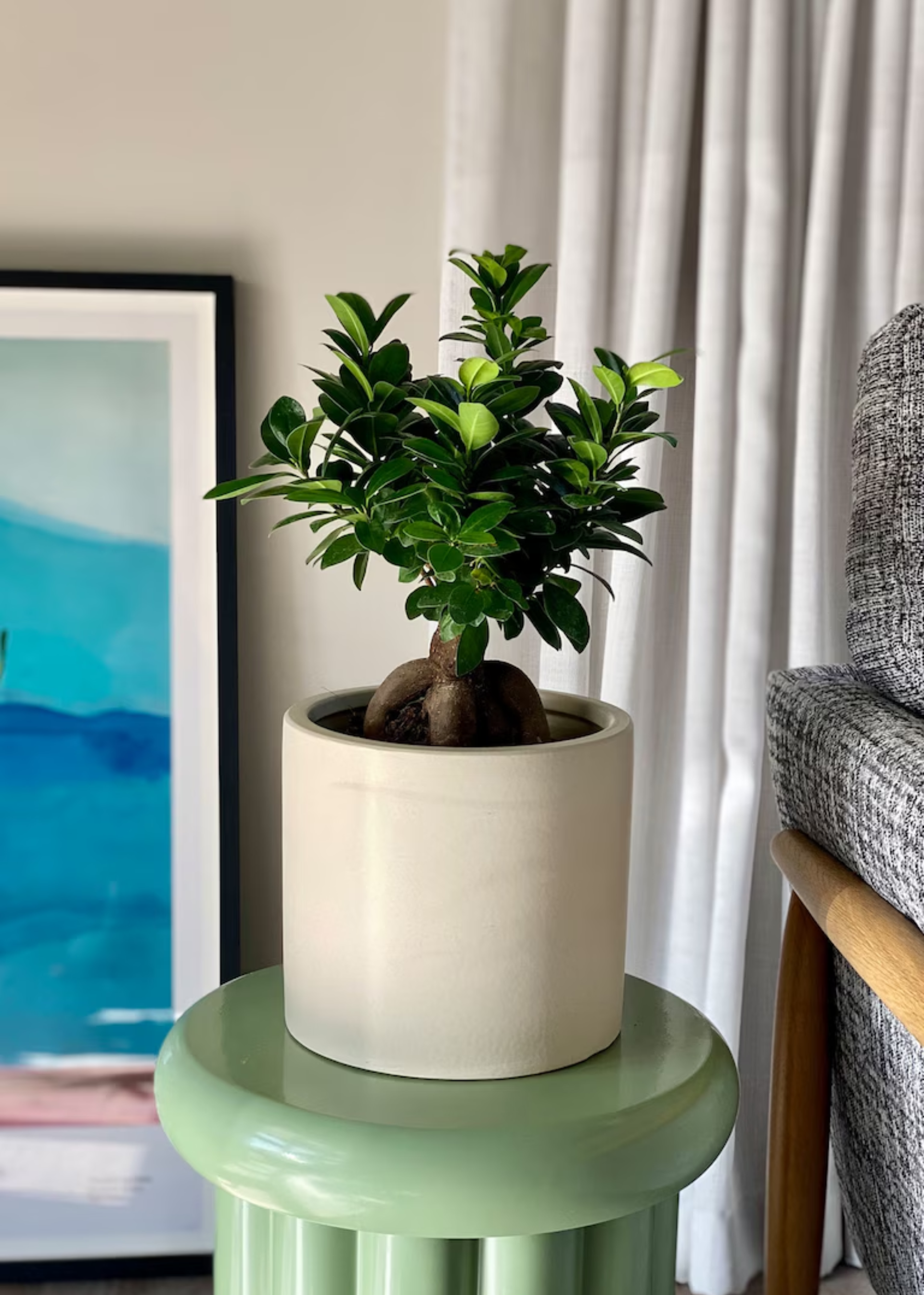10 Types of Ficus That Will Look Amazing in Your Home | Livingetc