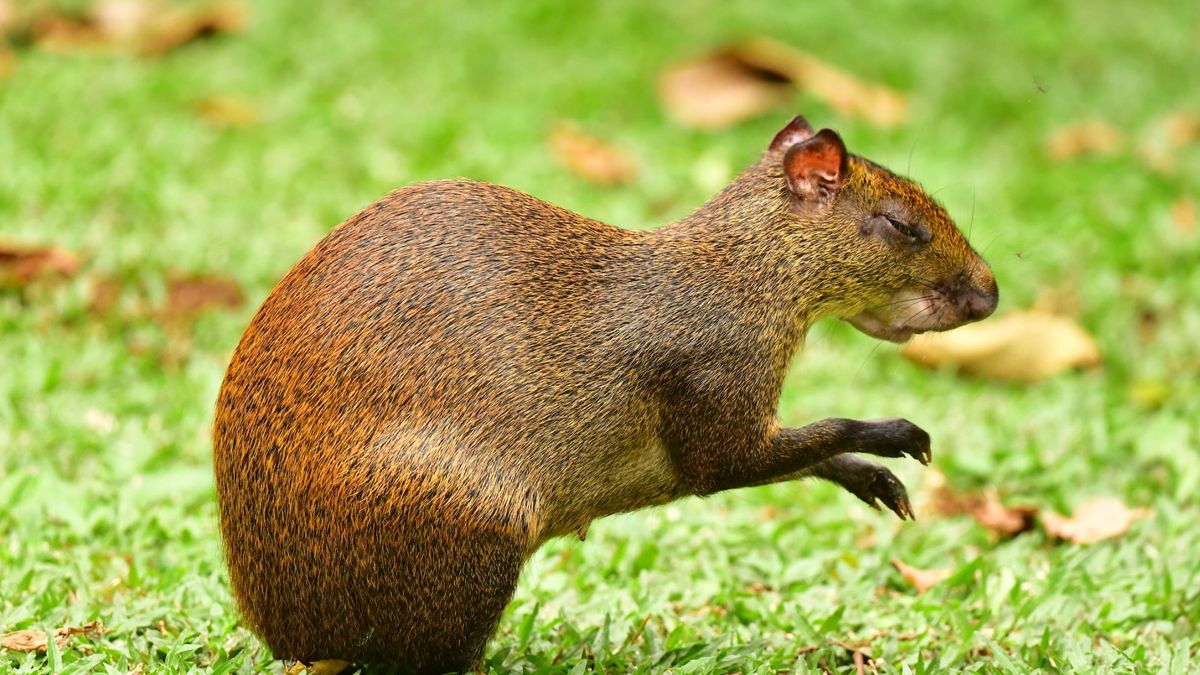 32 of the most unusual pets ever owned | PetsRadar