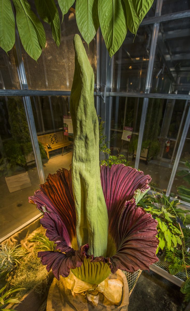 Photos: Stinky 'Corpse Flower' Blooms | Live Science