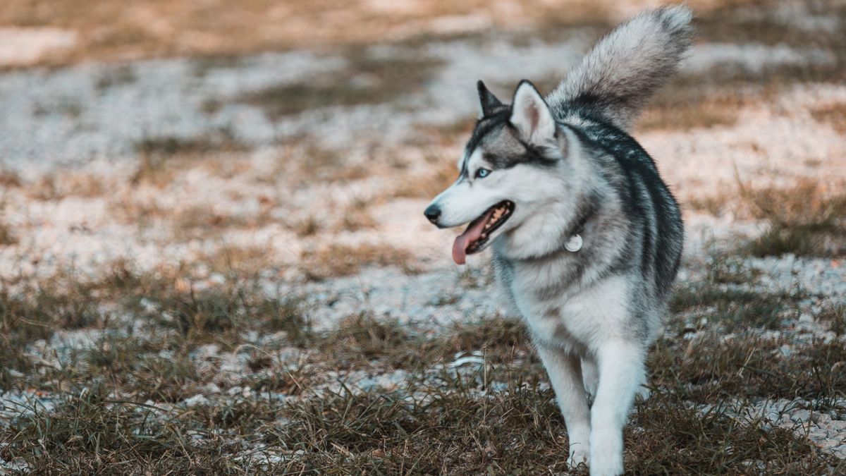 32 reasons to love Siberian huskies | PetsRadar