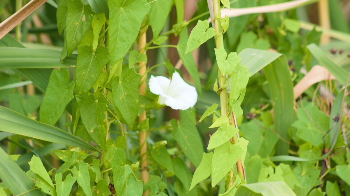 Is it bindweed or knotweed and which is worse? | Homebuilding