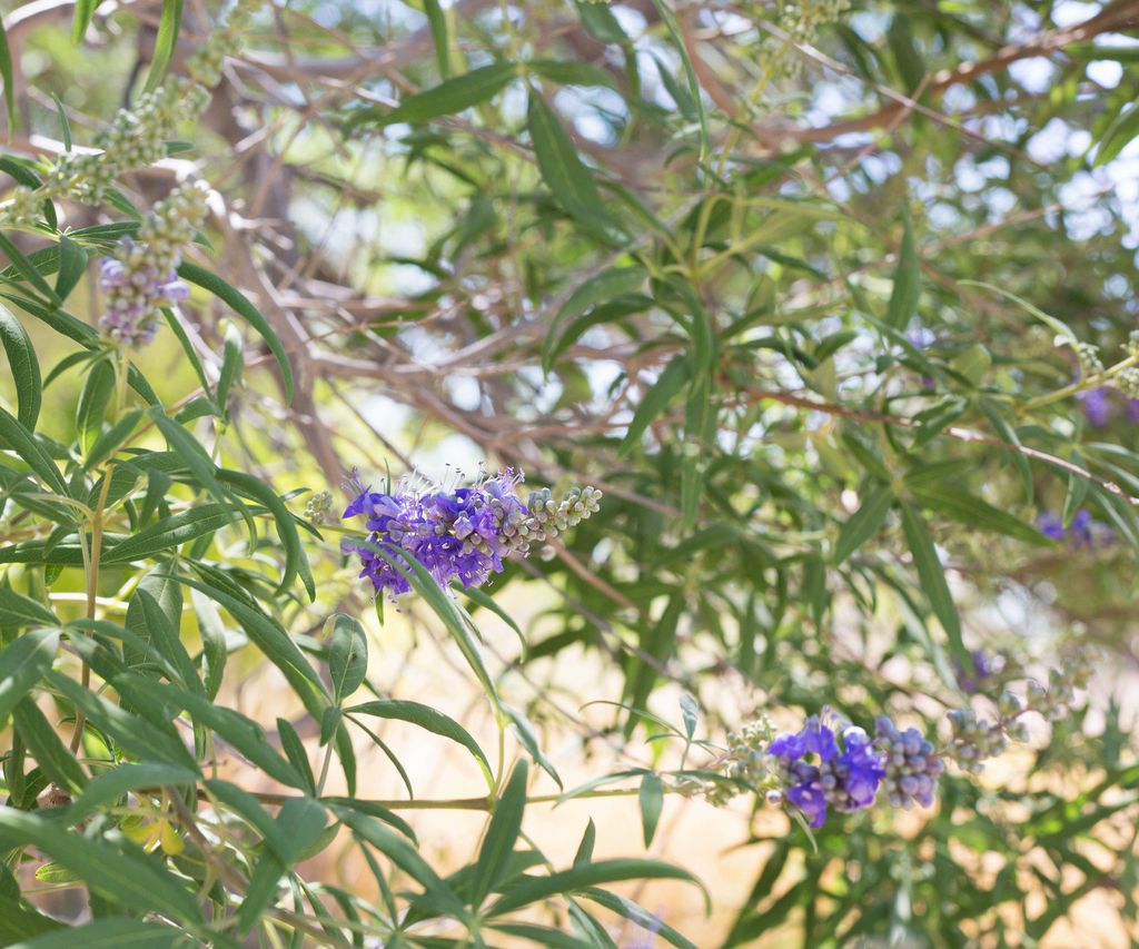 Best fragrant trees: recommended by gardening pros | Homes and Gardens