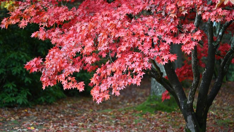 8 Small Trees for Privacy — To Screen the Tiniest of Spaces | Livingetc