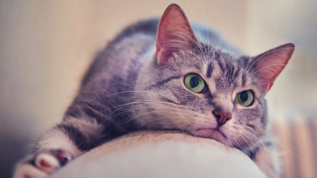 32 things your cat would say to you if they could talk | PetsRadar