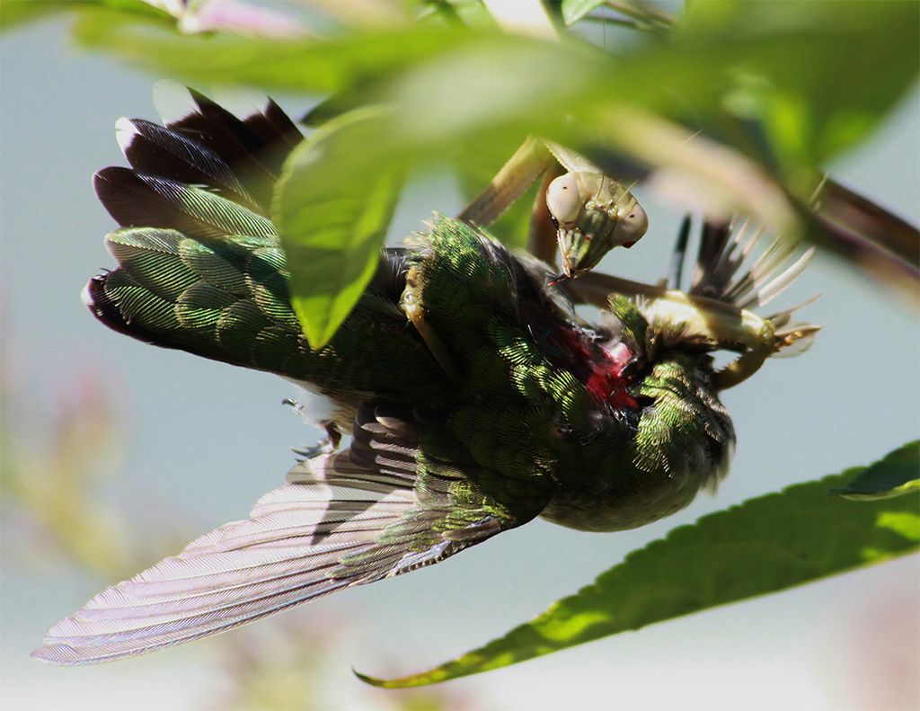 Bug vs. Bird: Praying Mantises Feast on Feathered Prey | Live Science