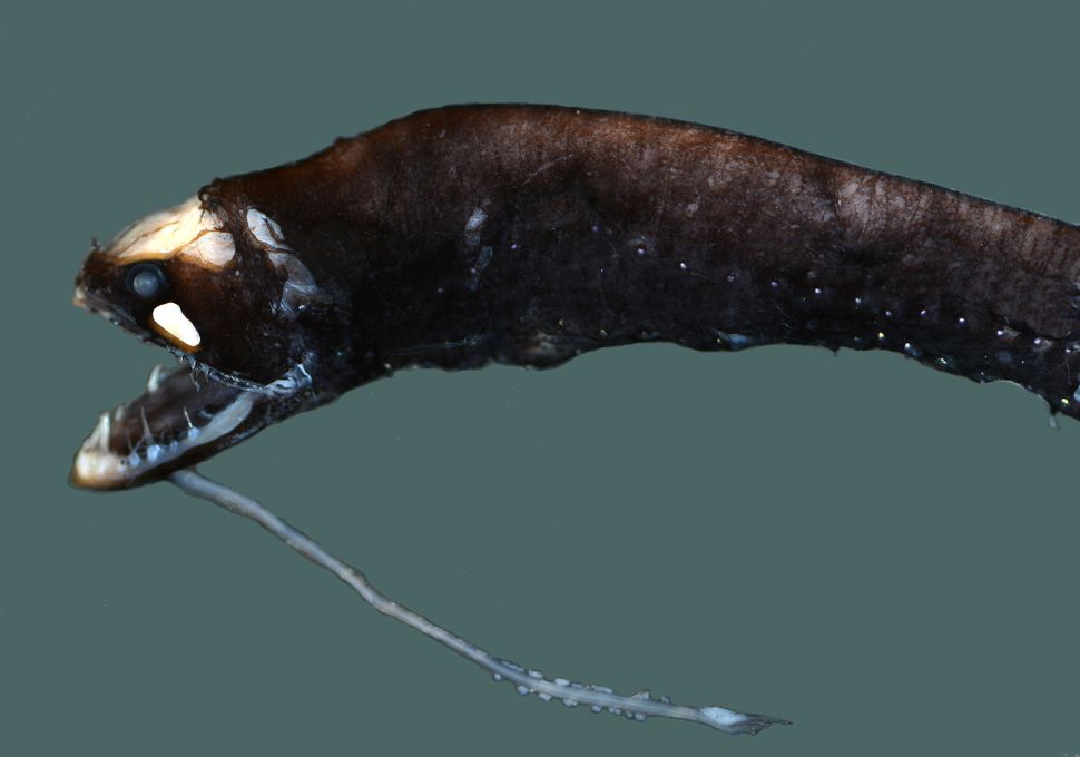 Flash Mob! Glowing in Fishes More Widespread Than Thought | Live Science