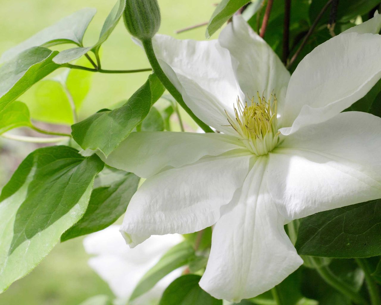 Summer clematis care and growing guide: expert advice | Gardeningetc