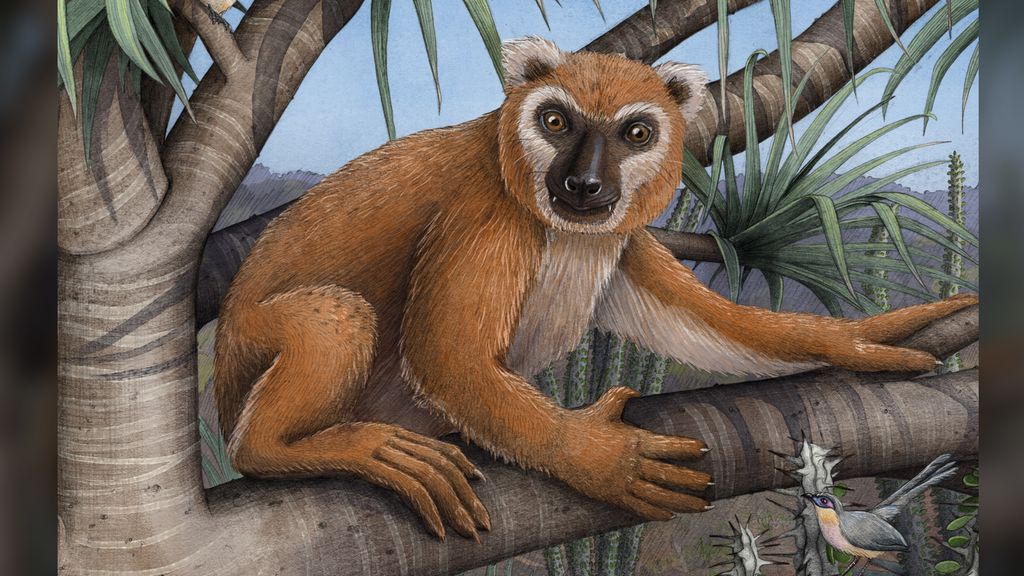 This giant, leaf-eating lemur was the size of a human and had paws like ...