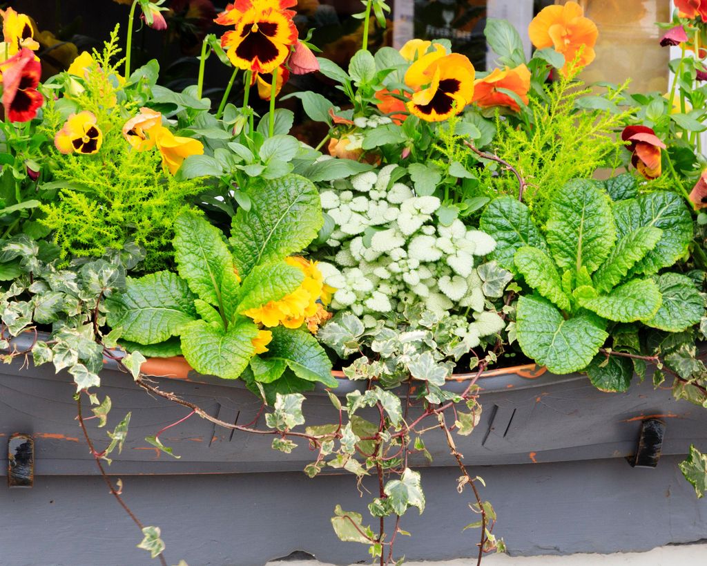 Fall window box ideas: 10 stylish looks for autumn | Gardeningetc