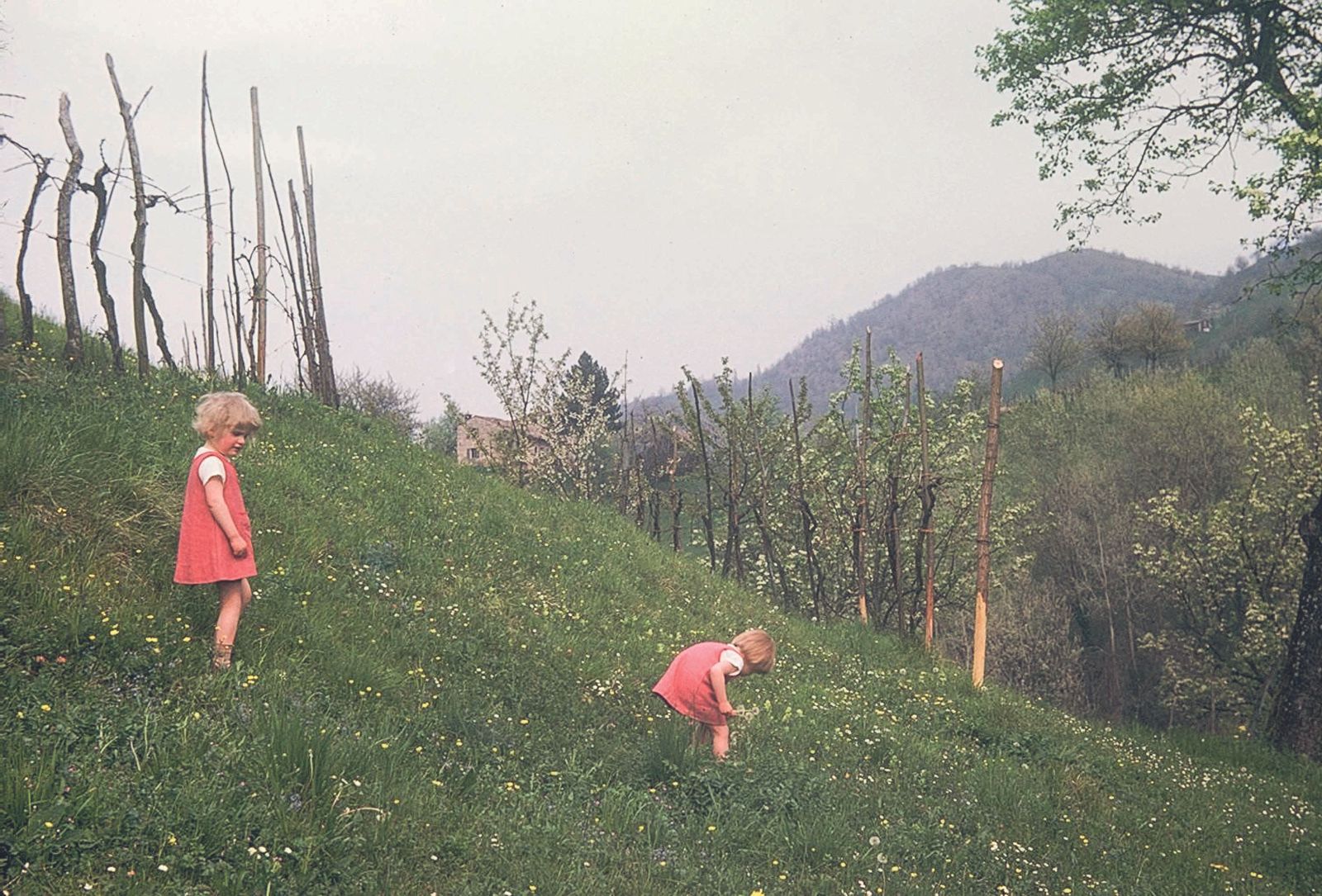 Sarah Raven: ‘I find nature very inspiring and reassuring, when things ...