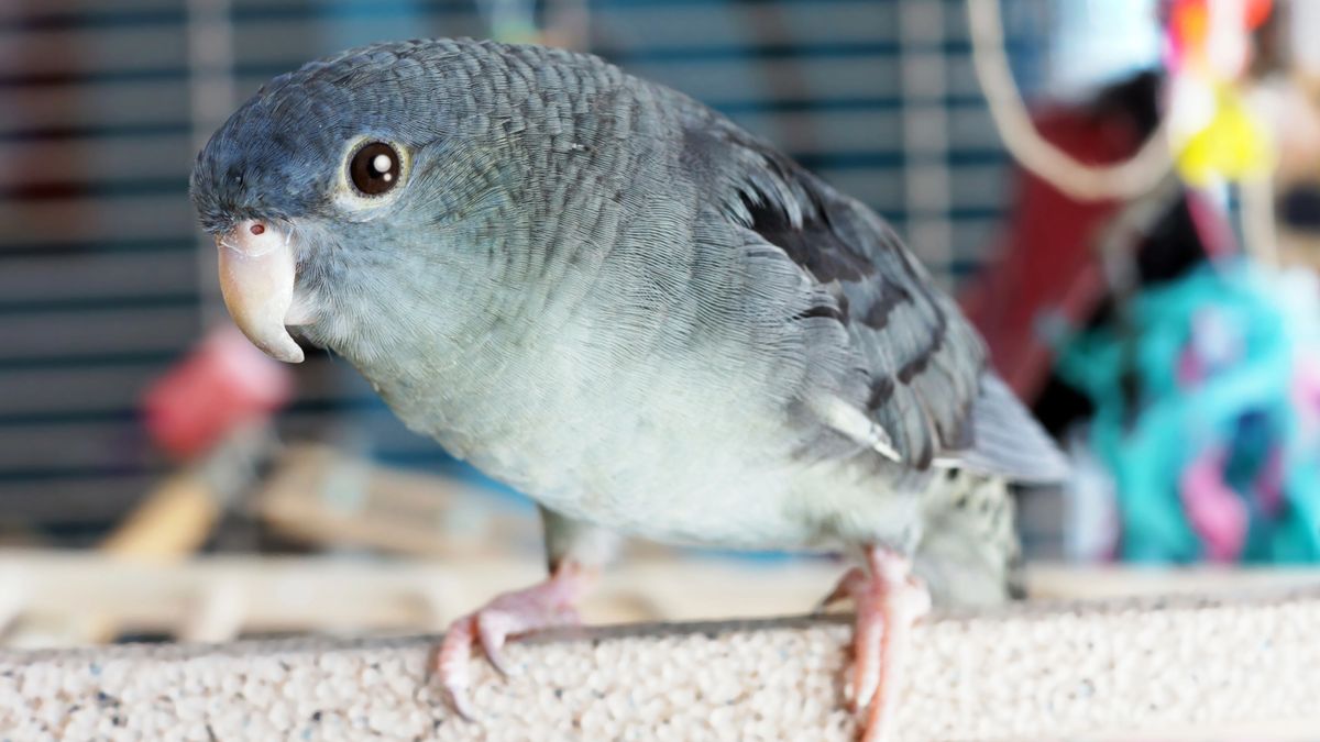32 types of pet birds you might want to consider | PetsRadar