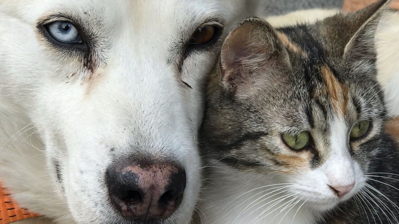 The pros and cons of getting a pet | The Week
