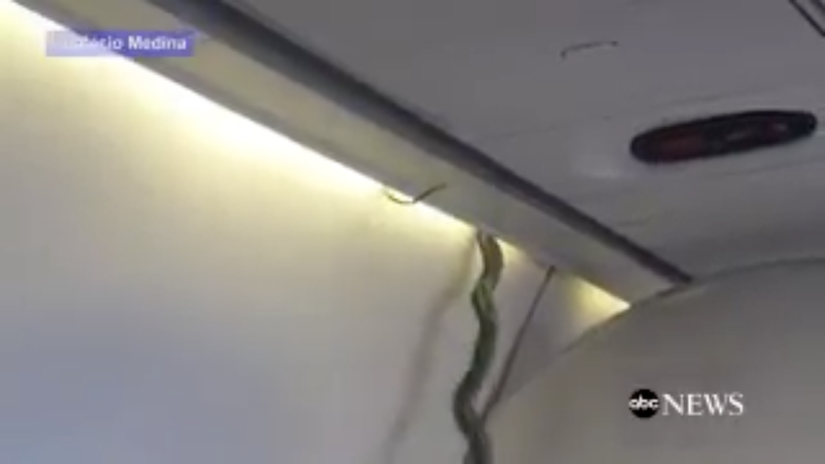 Try not to scream watching a snake slither around this airplane | The Week