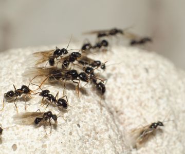 How to get rid of flying ants: 5 ways to be rid of swarming pests ...
