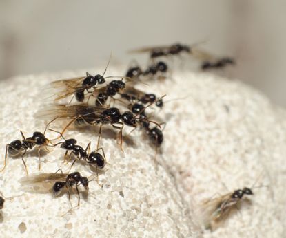 How to get rid of flying ants: 5 ways to be rid of swarming pests ...
