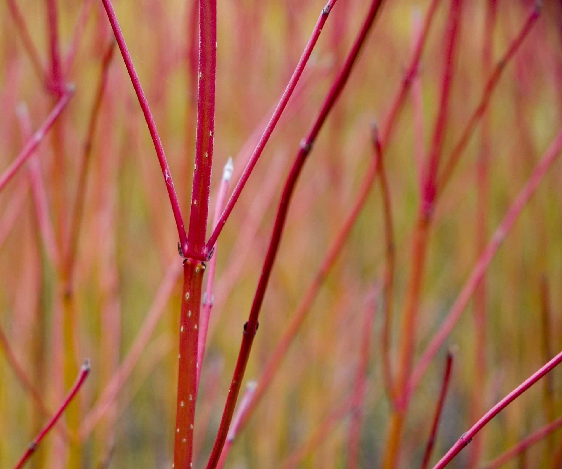 When and how to prune red twig dogwood: for vibrant shrubs | Homes and ...