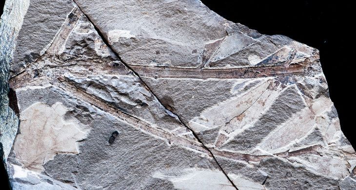 Fossils of Ancient Australasian Trees Found in Patagonia | Live Science