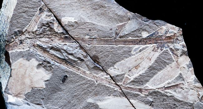 Fossils of Ancient Australasian Trees Found in Patagonia | Live Science