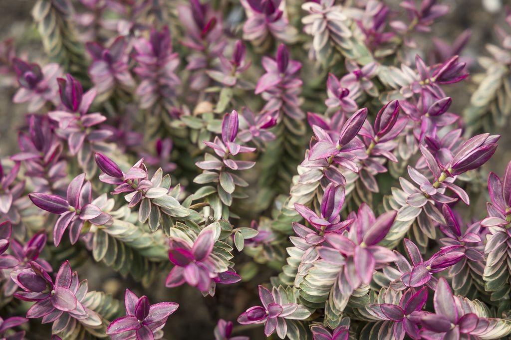 Best plants for pots all year round: 10 standout varieties | Homes and ...