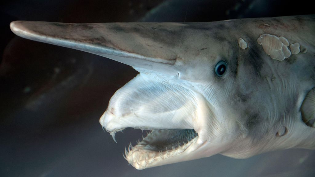 20 of the weirdest sharks | Live Science