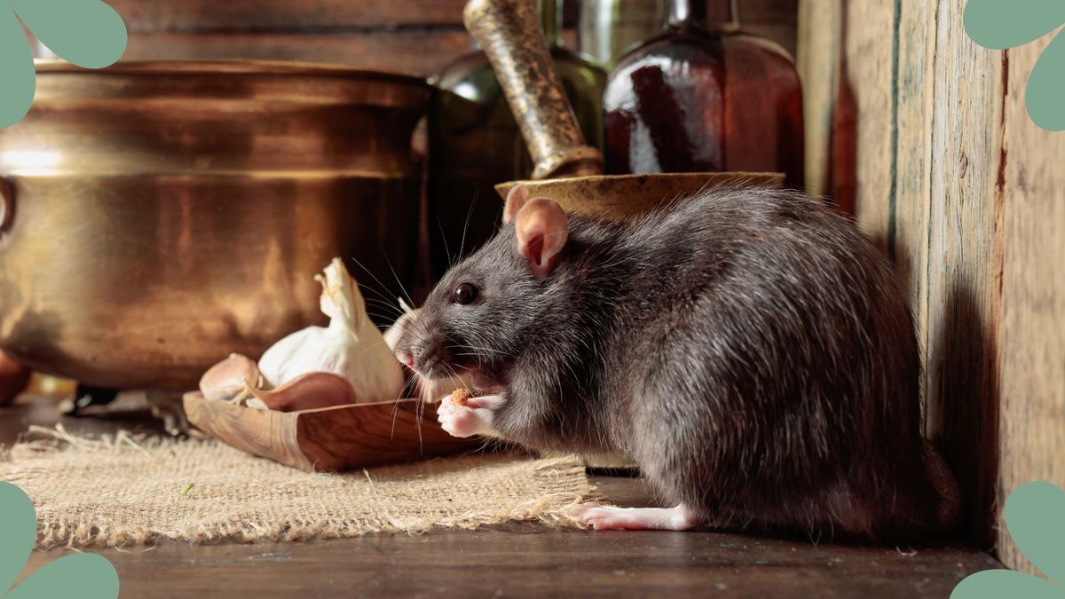 How to deter rats from your home: 5 pest control expert tips | Woman & Home
