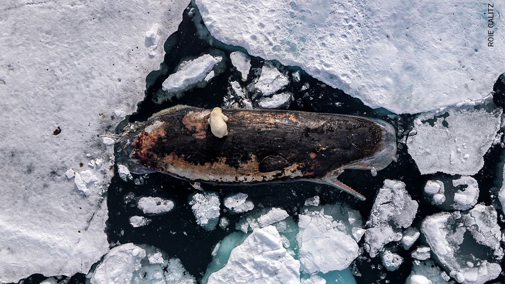 From a polar bear on a dead whale to socializing with a robot, these ...