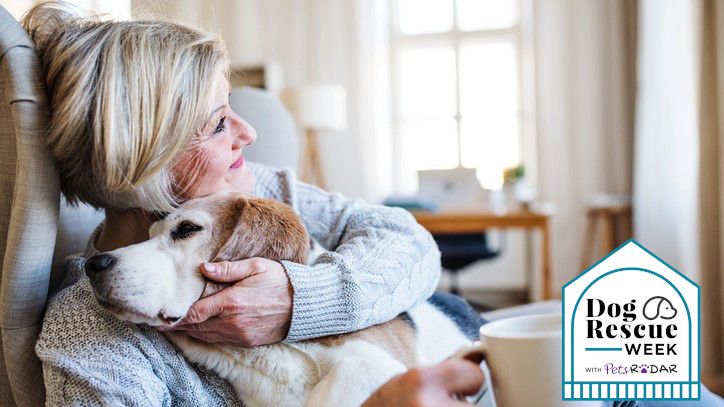 Rescue for senior dogs: Advice on adopting an older dog | PetsRadar