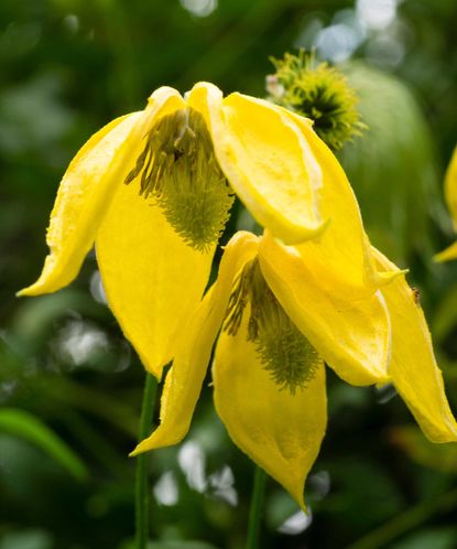 Clematis varieties: 18 beautiful climbers | Gardeningetc