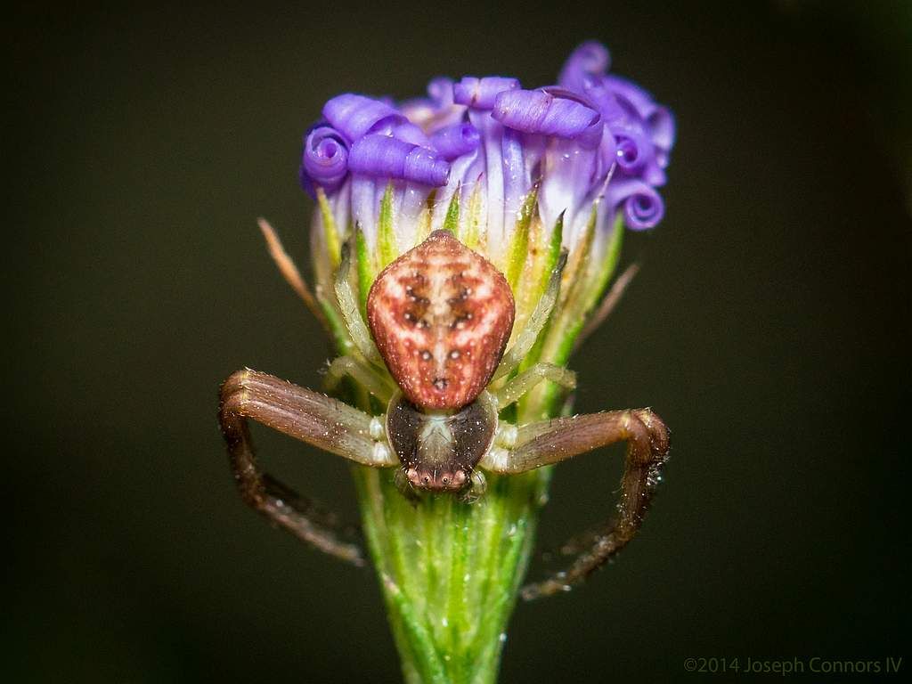 Arachtober in Action: Amazing Photos of Spiders from Around the World ...
