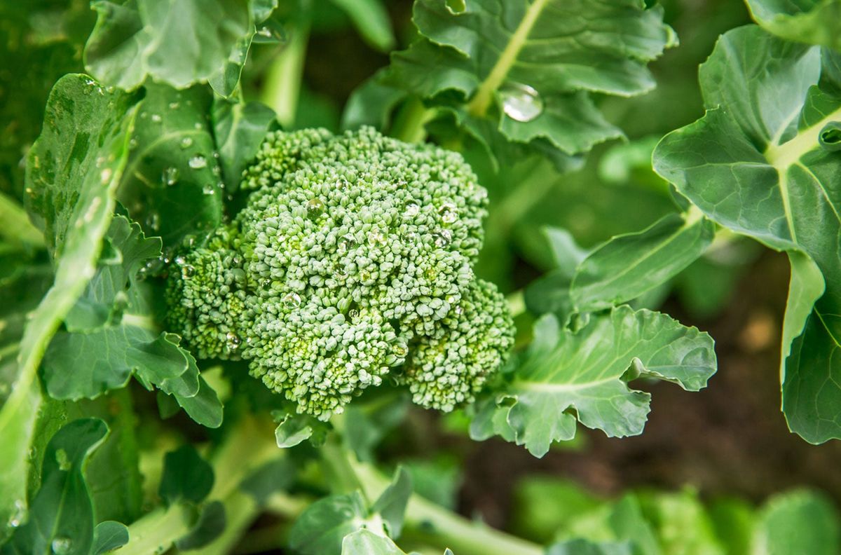 Popular Broccoli Cultivars – Planting Different Kinds Of Broccoli ...