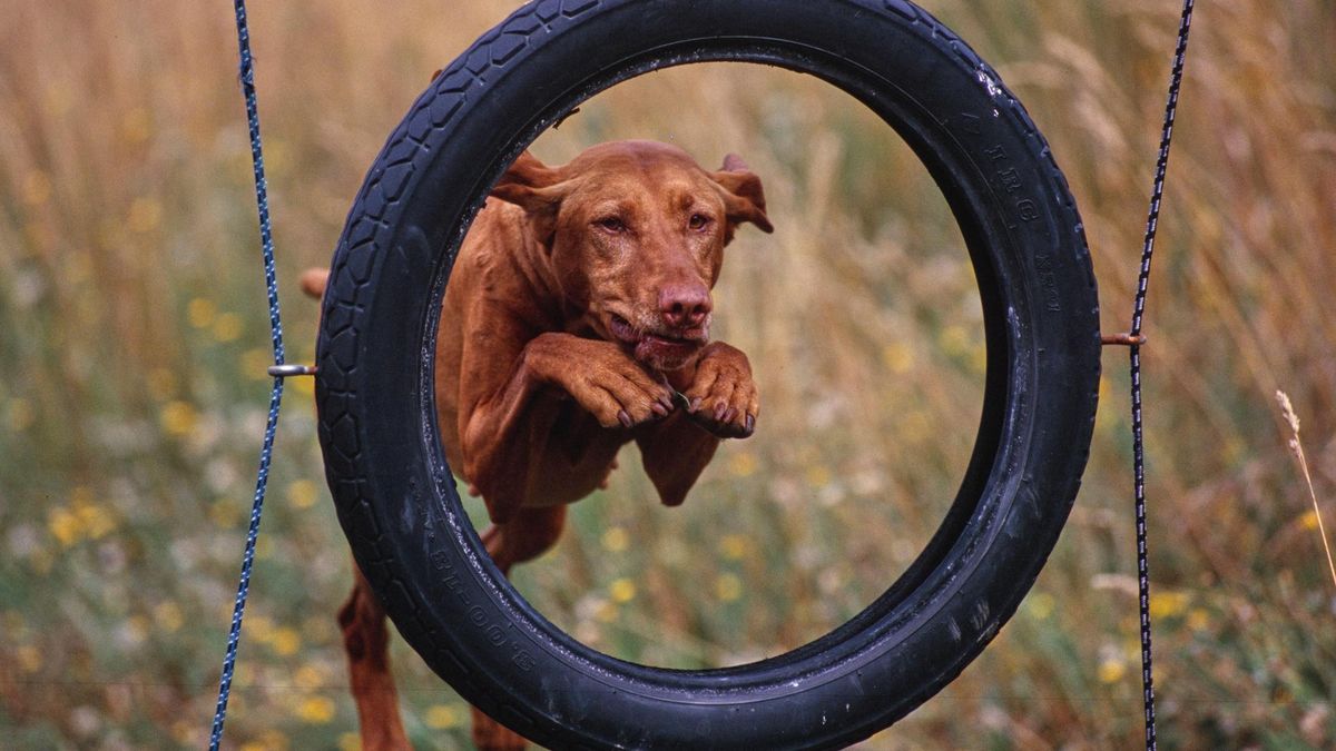 Highest jumping dogs: 20 that can reach impressive heights | PetsRadar