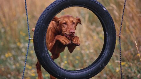 Highest jumping dogs: 20 that can reach impressive heights | PetsRadar