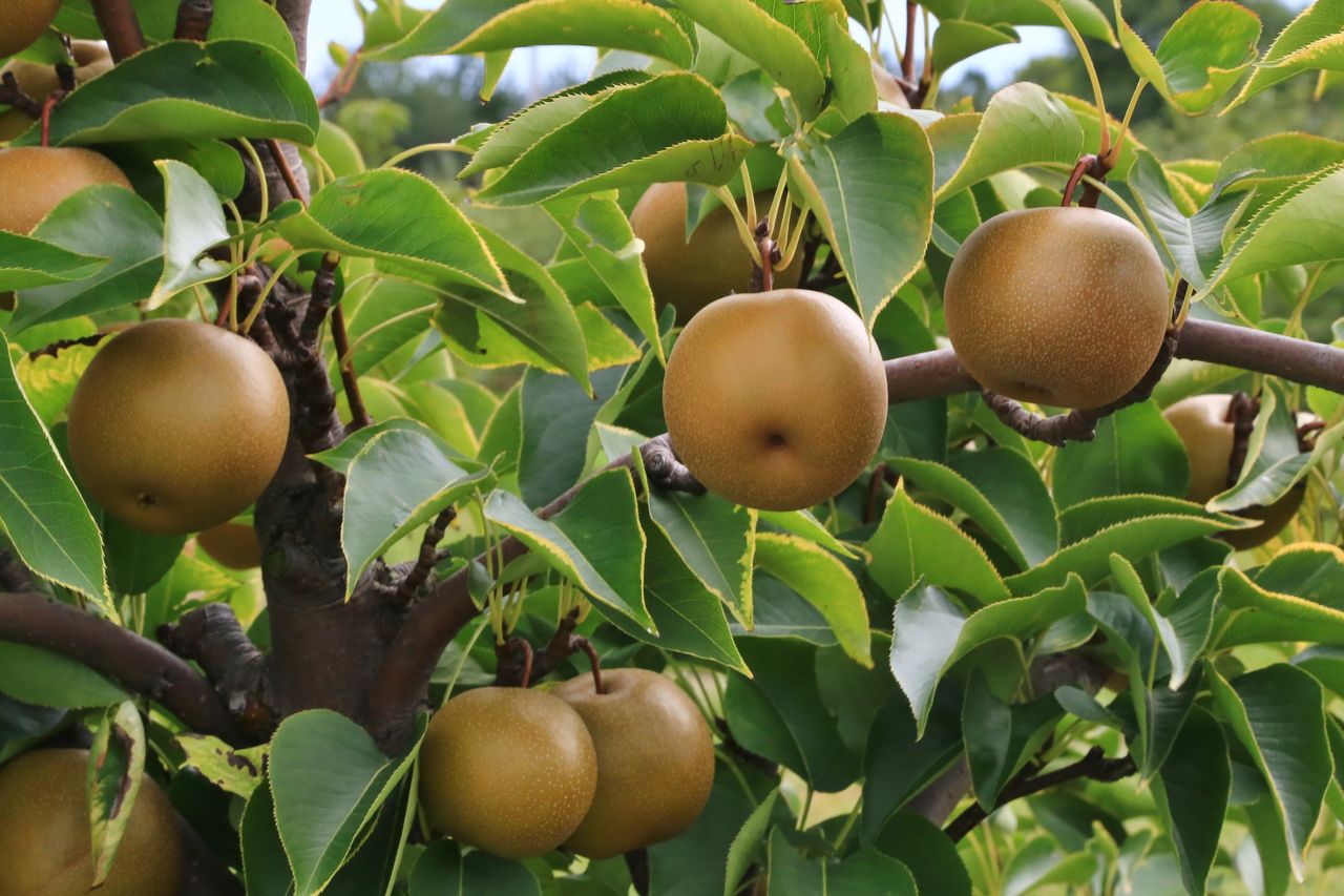 Best fast-growing fruit trees: 10 vigorous fruit trees to grow | Homes ...