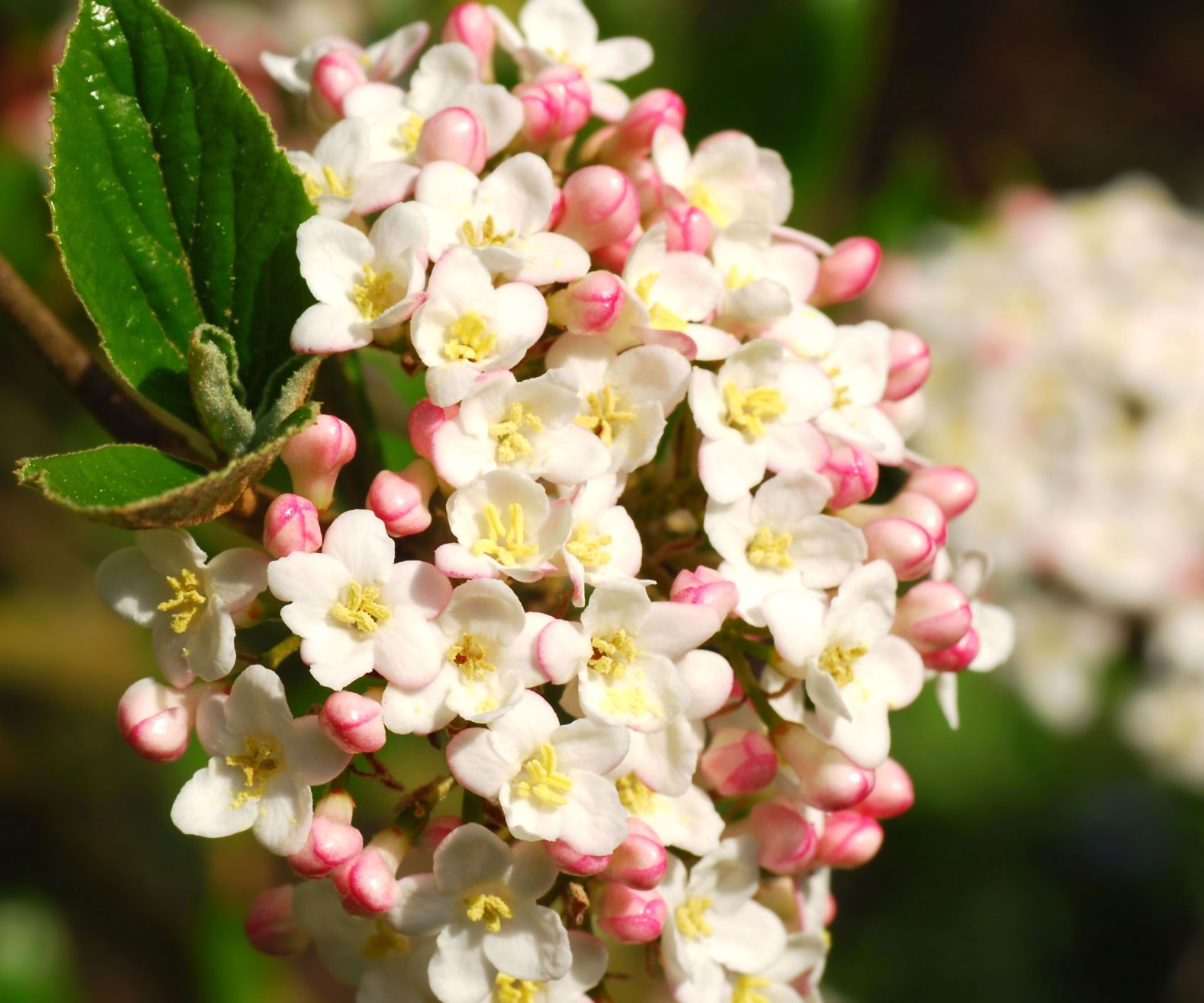 Low-maintenance shrubs: 11 easy-care options for every yard | Homes and Gardens