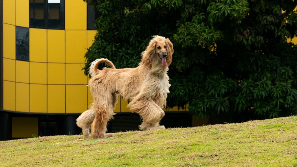 Hound dog breeds: 19 varieties and breed information | PetsRadar
