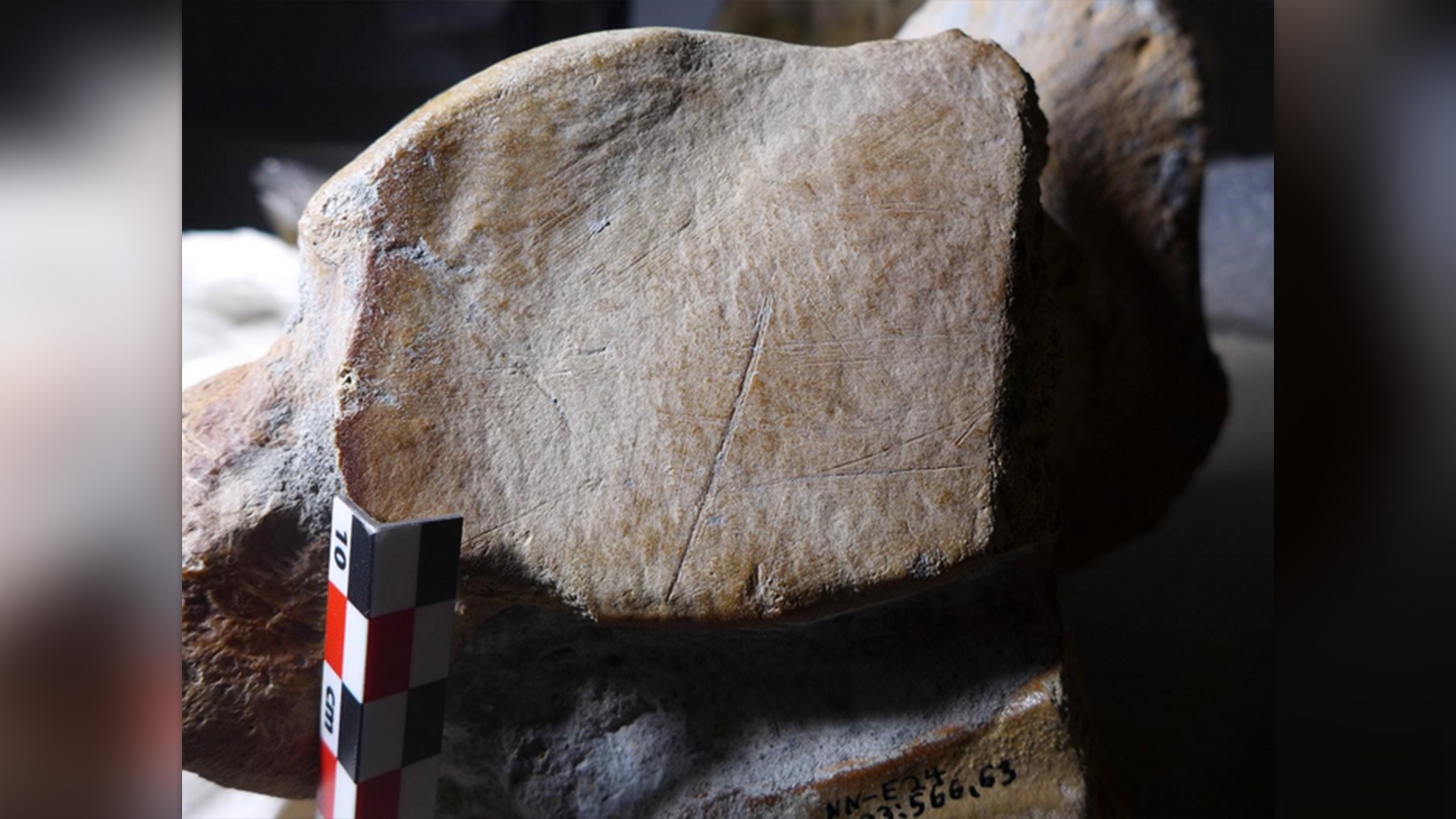 Neanderthals: Our extinct human relatives | Live Science