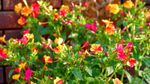 How to grow four o'clock plants - an expert guide | Homes and Gardens