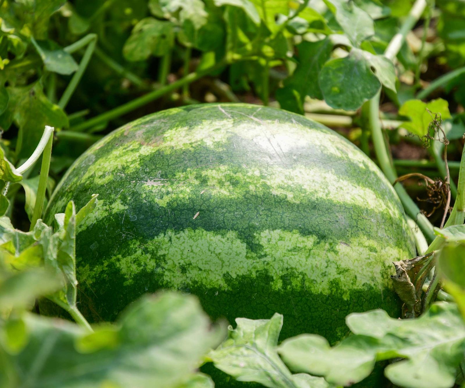 An expert guide to watermelon companion planting | Homes and Gardens