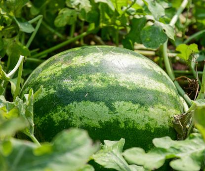 How to save watermelon seeds: expert tips | Homes and Gardens