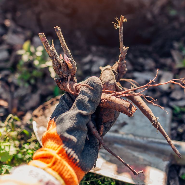 How to grow peonies in pots and containers | Ideal Home