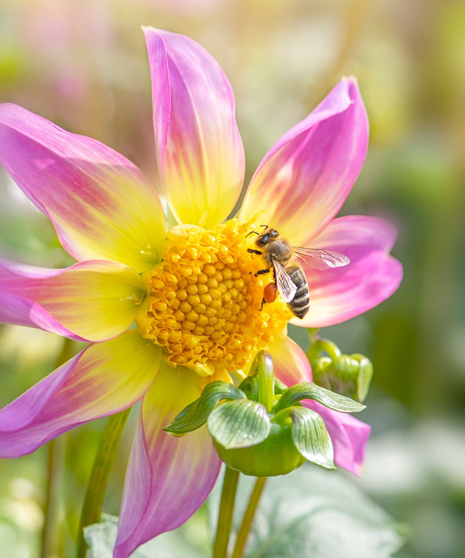 How to attract bees to your garden: 7 simple methods | Homes and Gardens