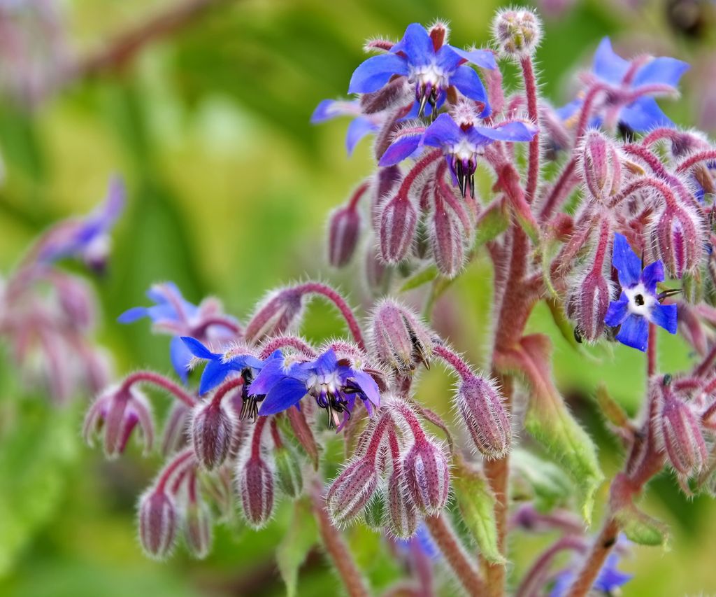 How to grow borage, a no-fuss beautifully blue annual herb | Homes and ...