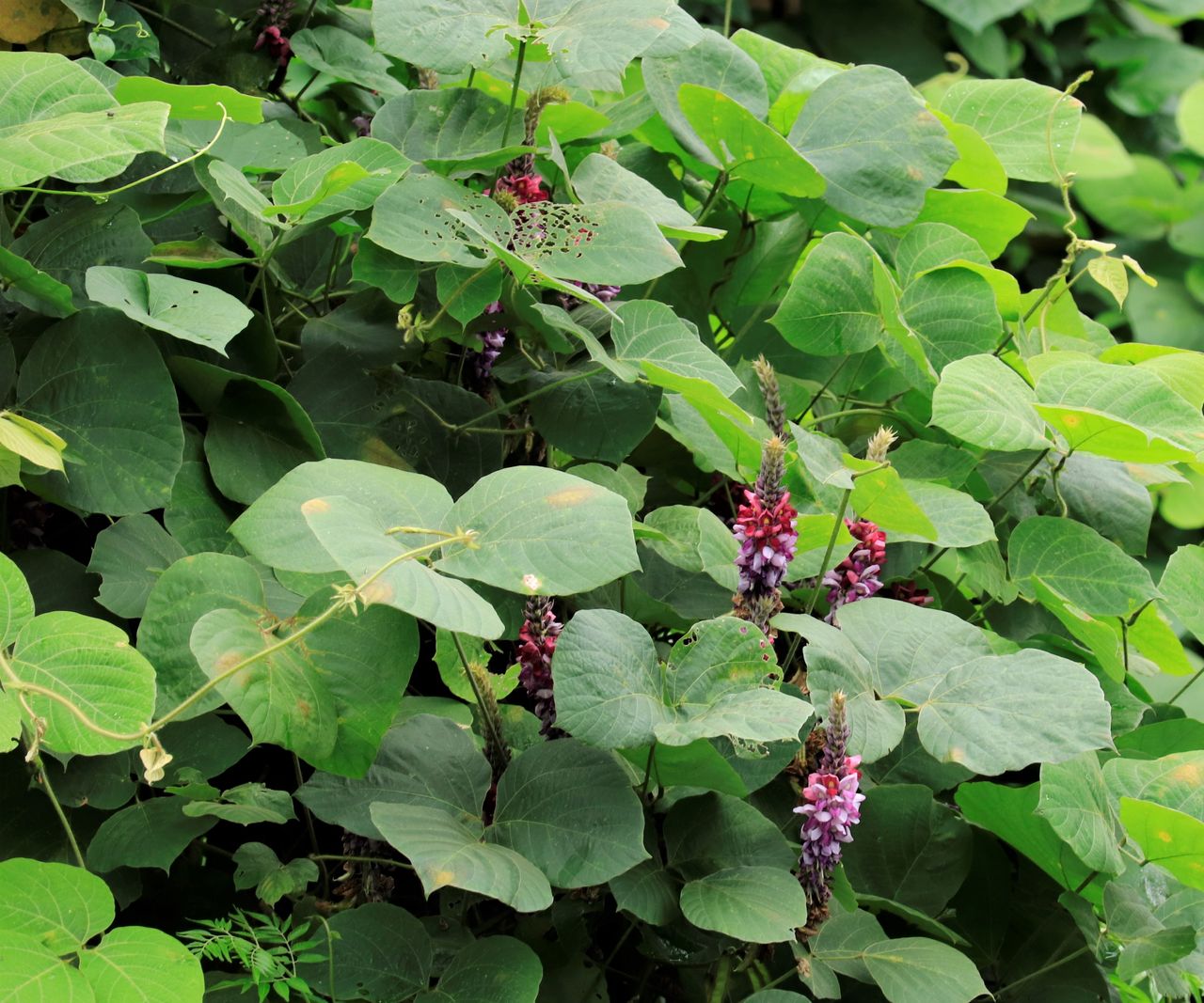 What is kudzu vine: how to identify this invasive plant | Homes and Gardens
