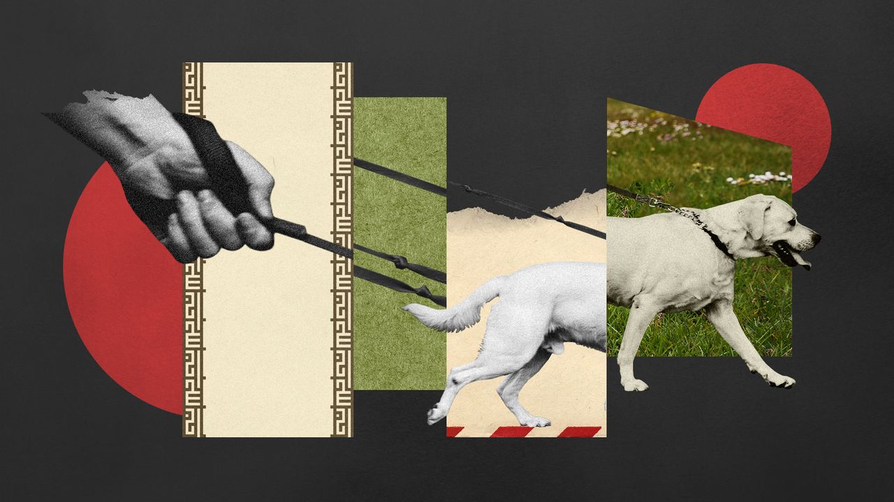 Why Iranian cities are banning dog walking | The Week