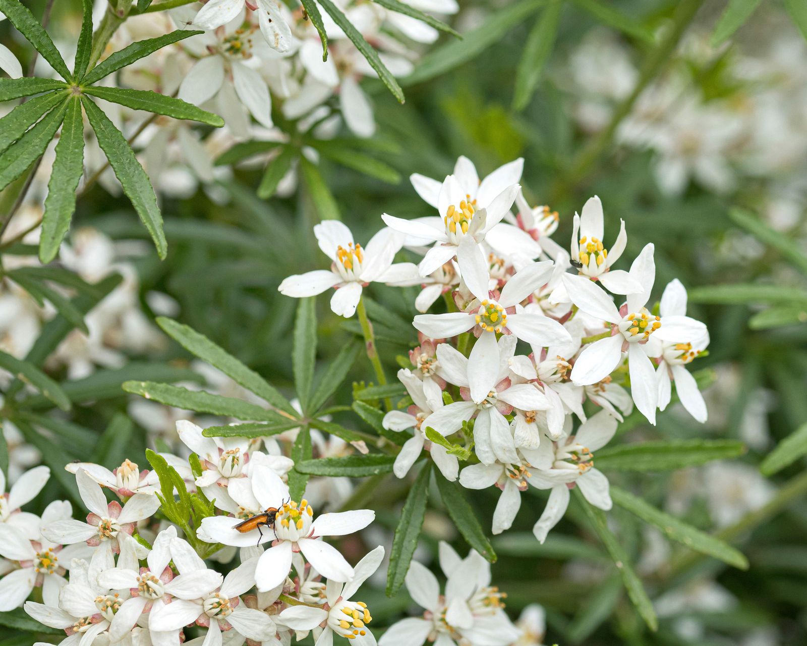 Best Mediterranean plants: 16 sun-loving options | Gardeningetc