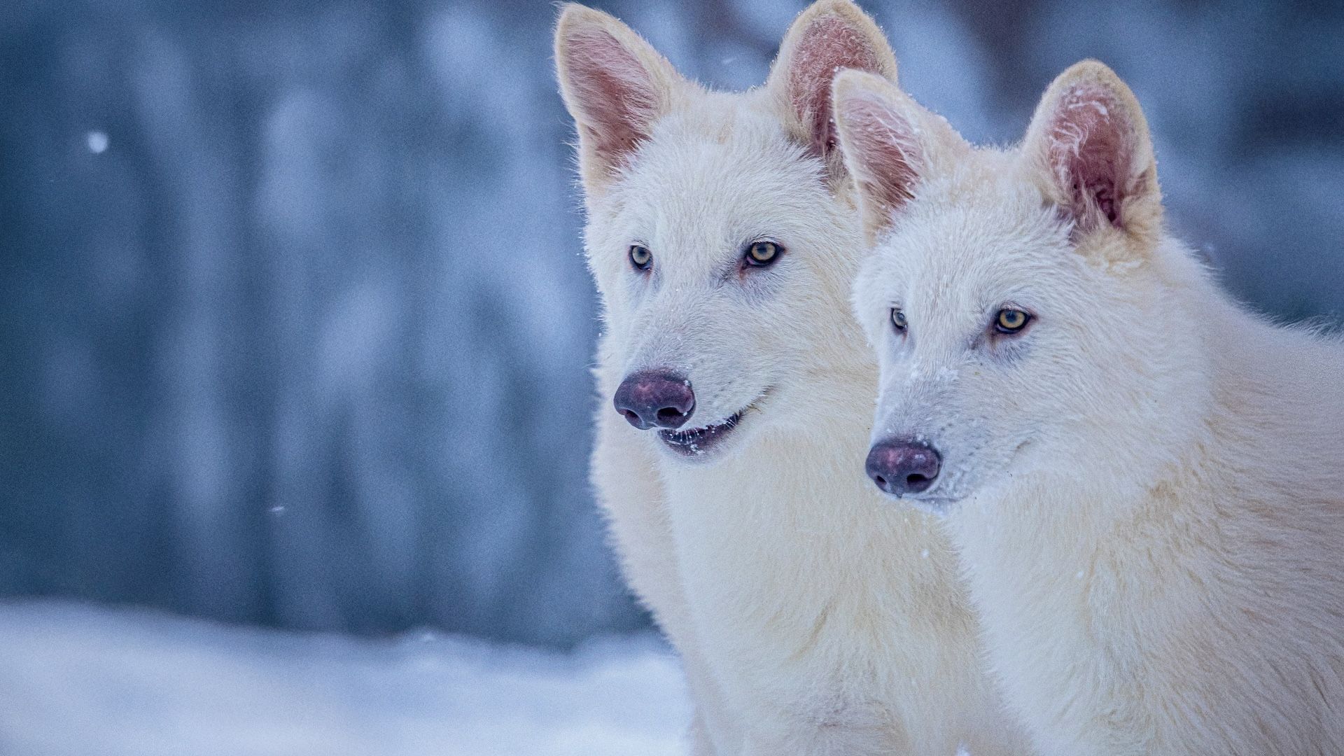 'World's first de-extinction': Dire wolves are back after 12,500 years ...