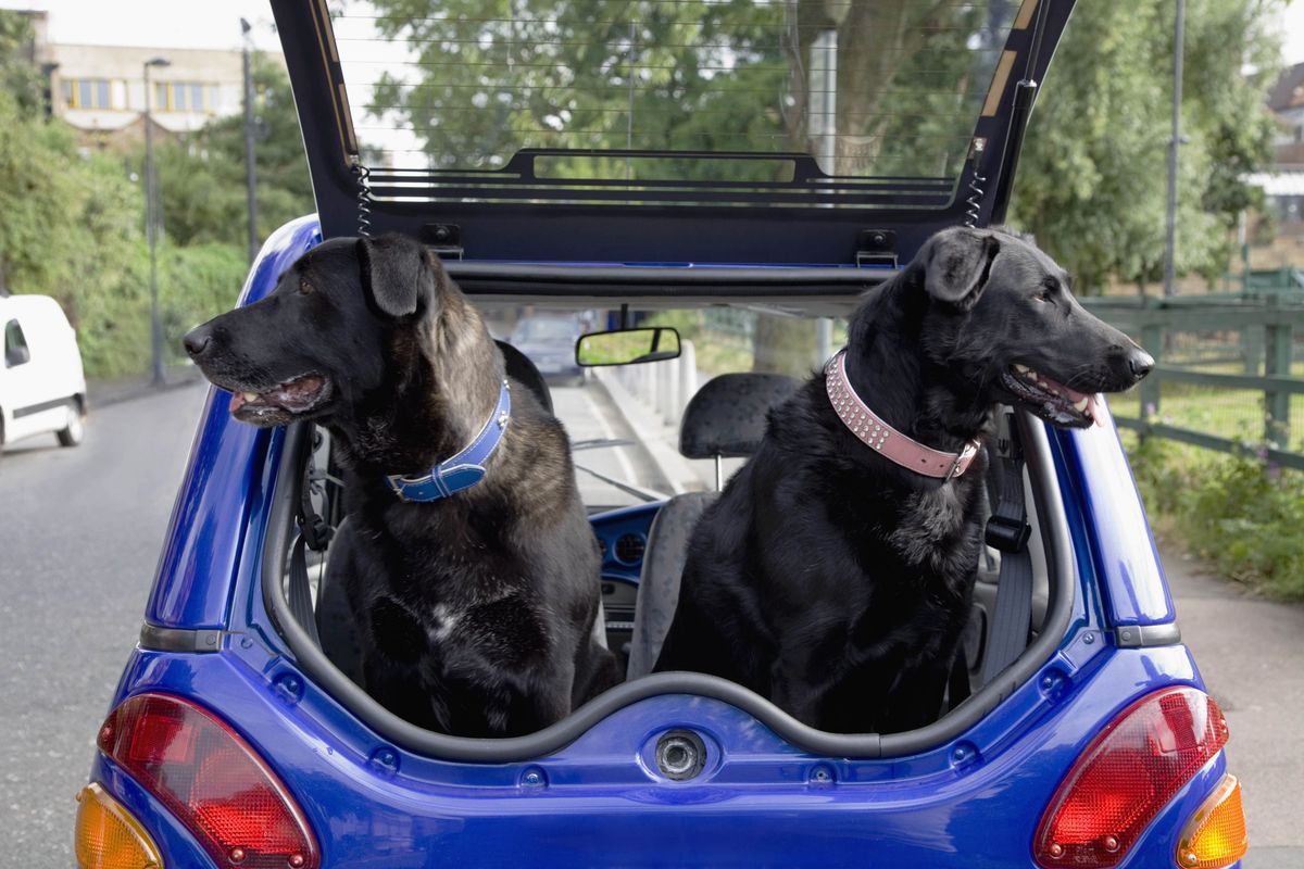 How to stop your dog jumping out of the back of the car, by top trainer ...