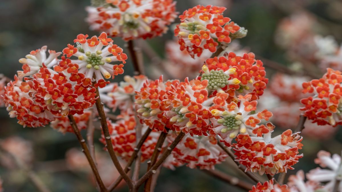 Underrated Winter Flowers to Add Cheer to the Darkest Days | Homes and ...