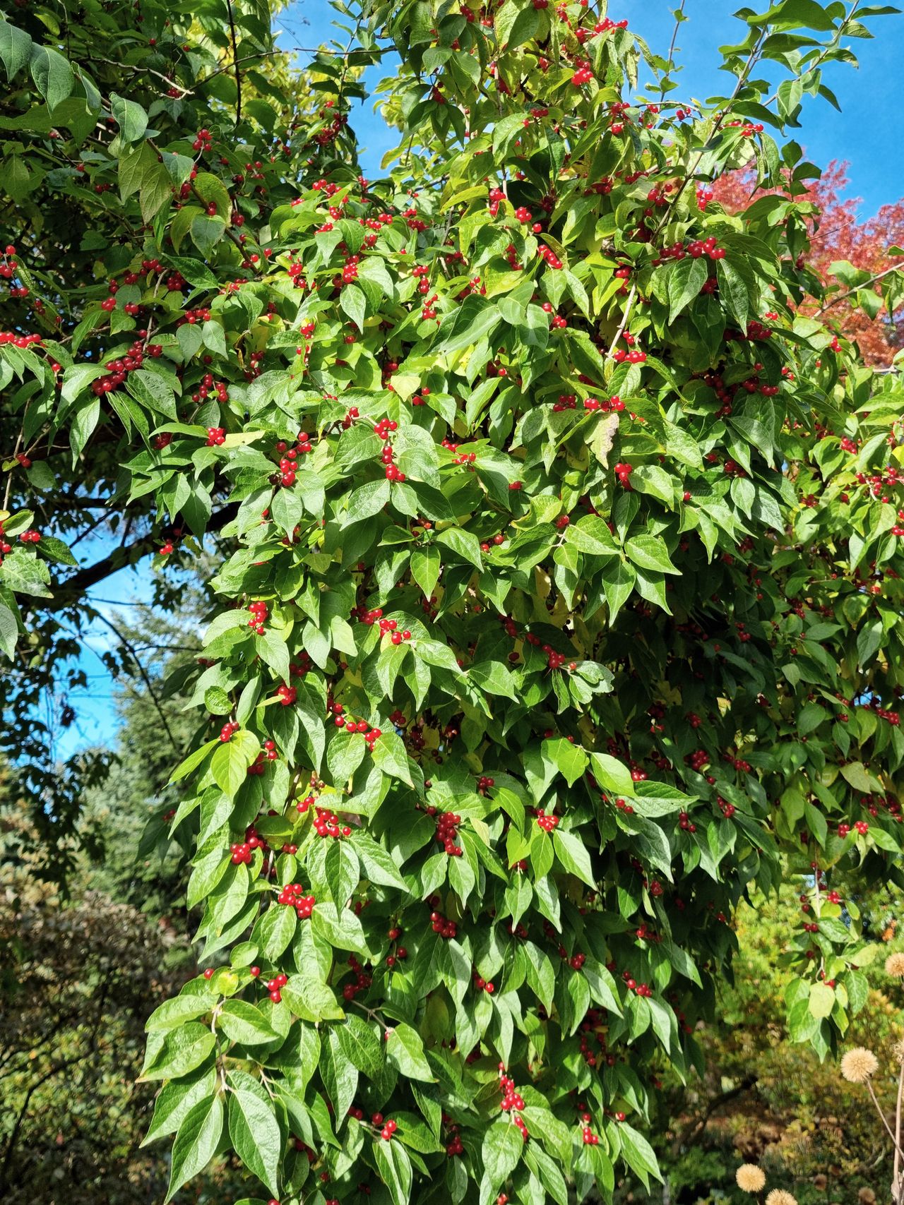 Best Trees for Privacy — 13 Varieties to Help Screen a Yard | Livingetc
