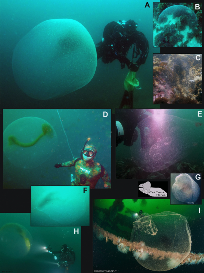 Mysterious 'blobs' near Norway are full of squid mucus and embryos ...